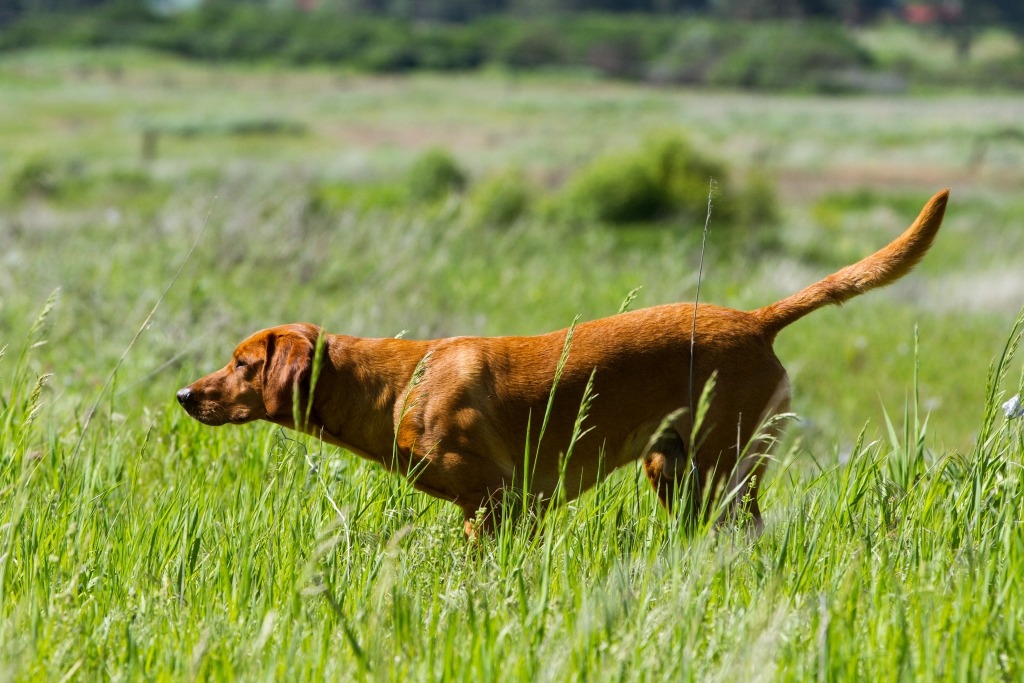 Titled Dogs • Northwest Pointing Labrador Club