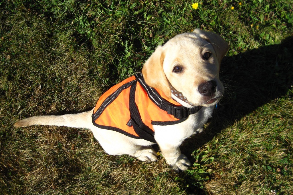 Little Hunter • Northwest Pointing Labrador Club