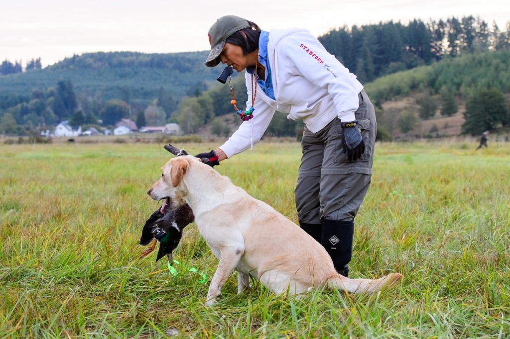 Ranger delivering • Northwest Pointing Labrador Club