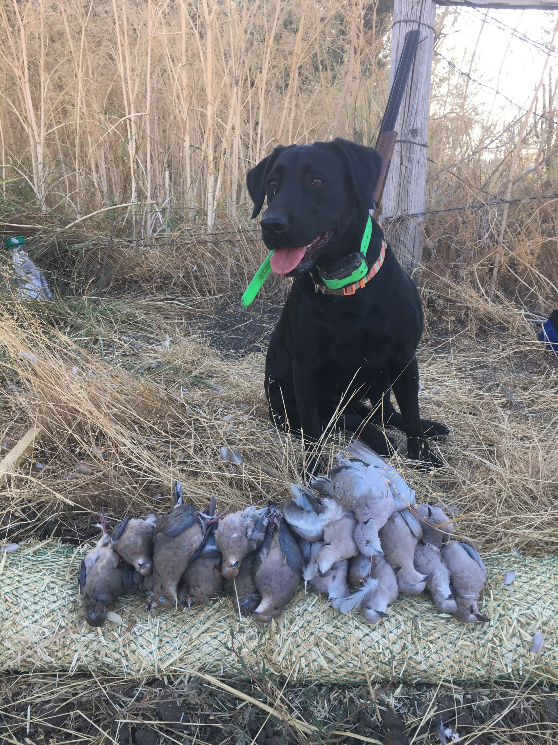 Emmy1 • Northwest Pointing Labrador Club