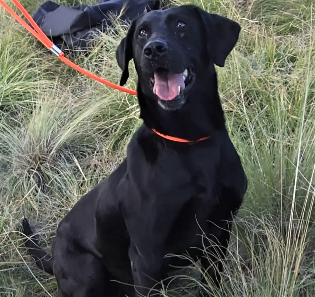 Bravo happy face • Northwest Pointing Labrador Club
